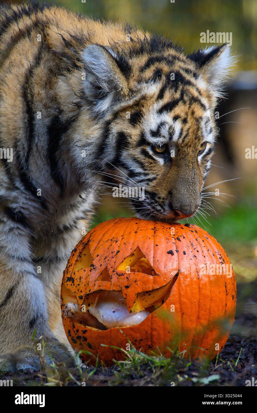 30 October 2025, Saxony-Anhalt, Magdeburg: A young tiger tries to get ...