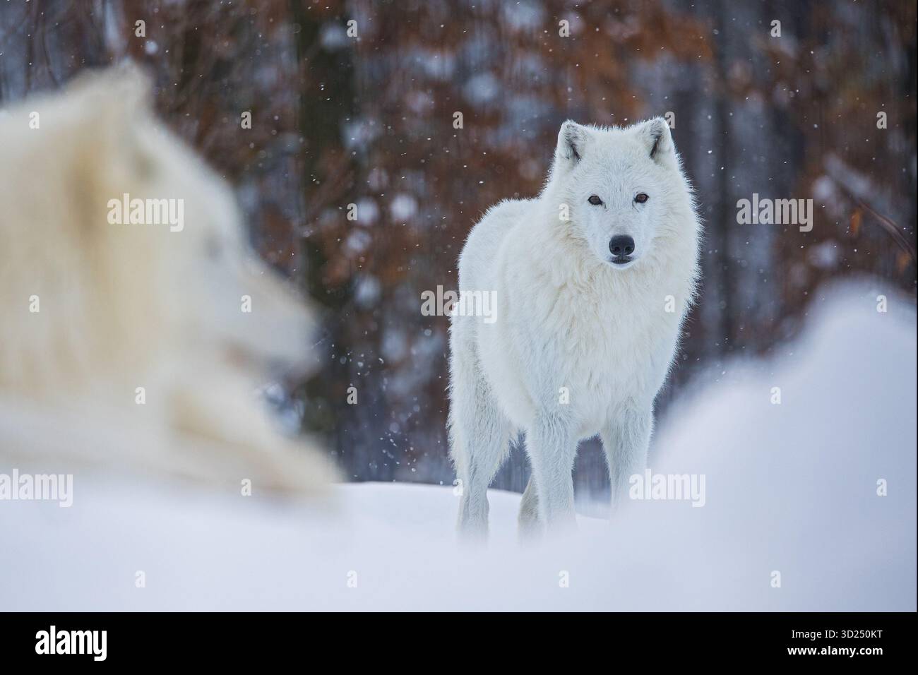 Arctic wolf (Canis lupus arctos) pack in winter Stock Photo - Alamy