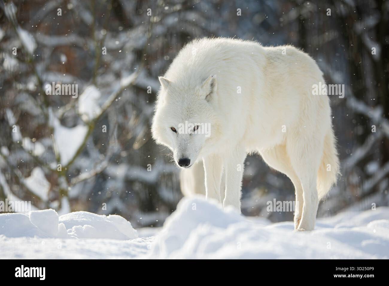 Arctic wolf (Canis lupus arctos) gaze fixed Stock Photo - Alamy