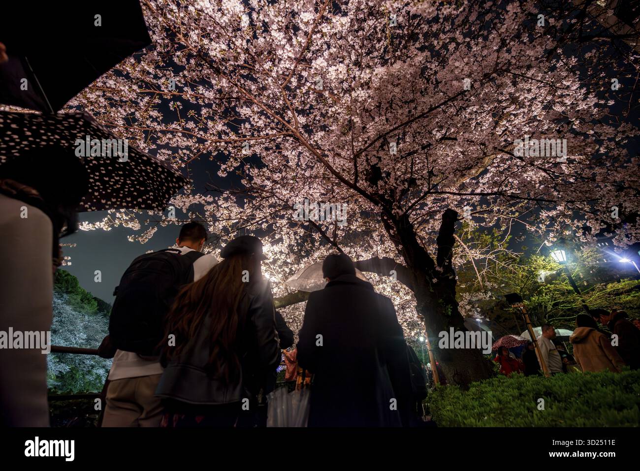 People walking under blooming illuminated cherry trees at night ...
