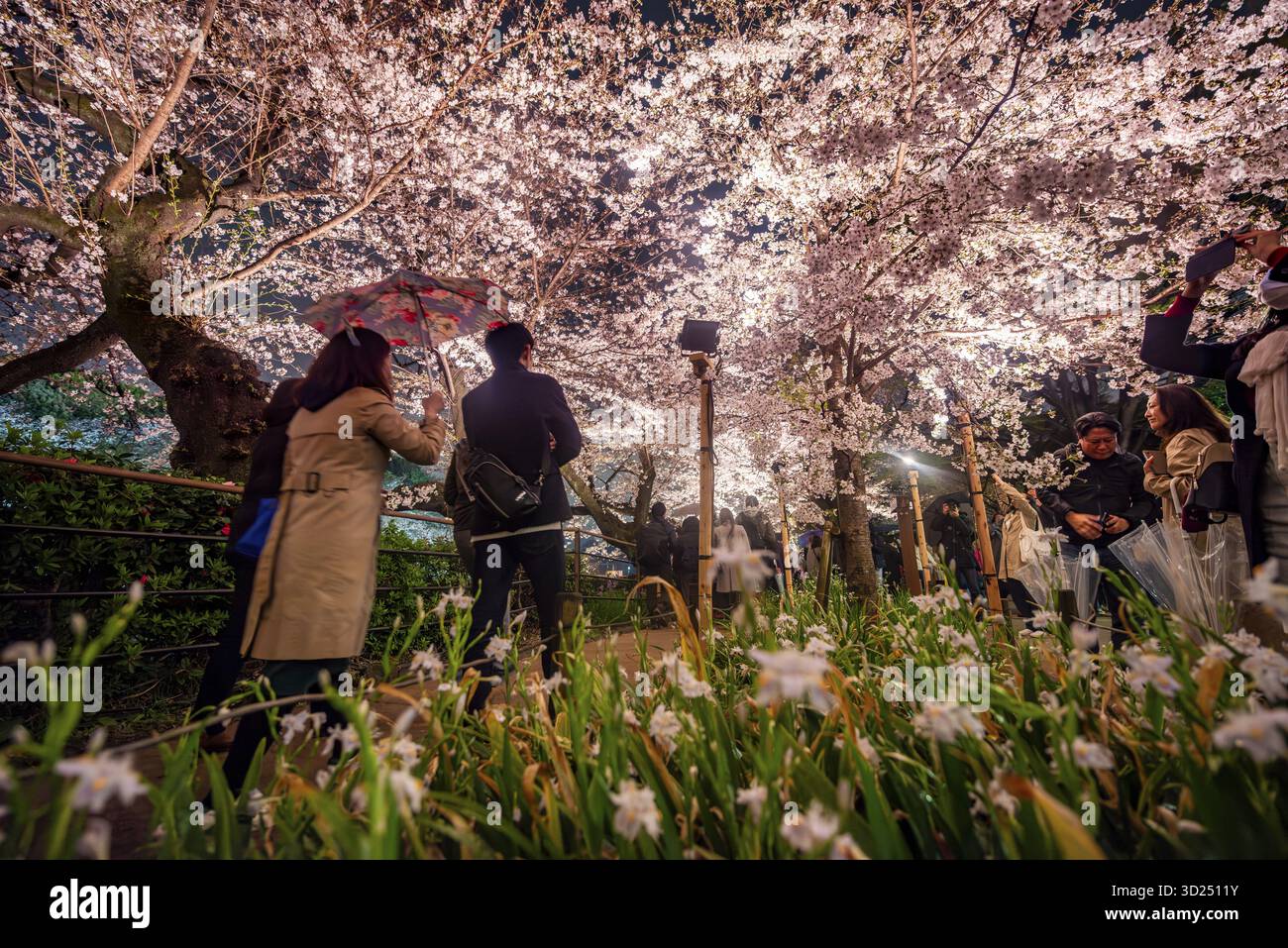 People walking under blooming illuminated cherry trees at night ...