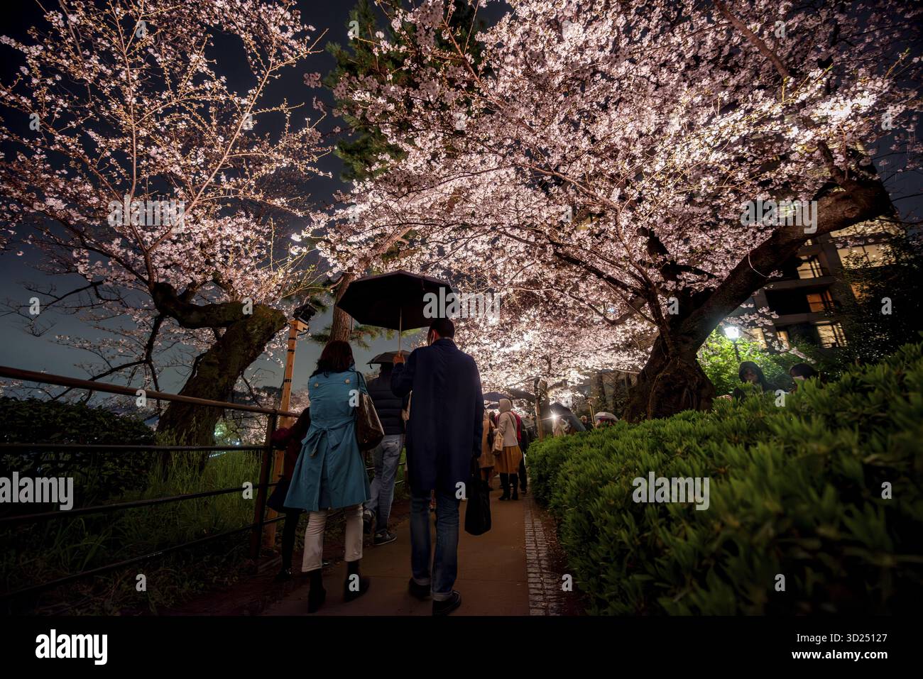 People walking under blooming illuminated cherry trees at night ...