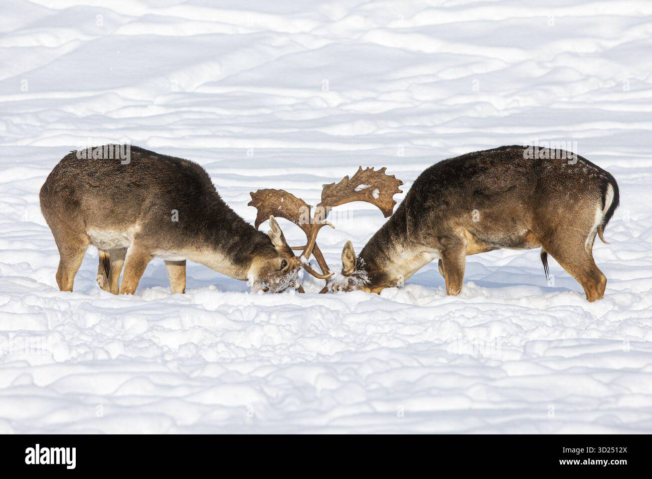 The European fallow deer (Dama dama), also known as the common fallow ...