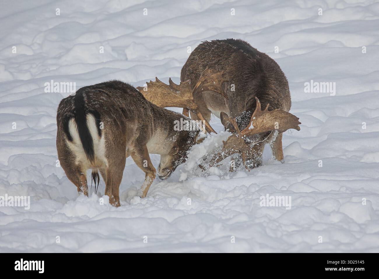 The European fallow deer (Dama dama), also known as the common fallow ...