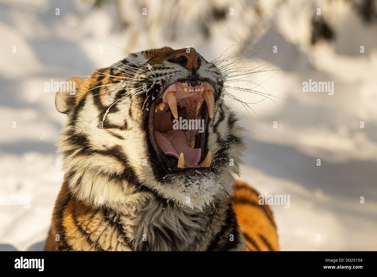 male Siberian tiger (Panthera tigris tigris) he bared his big teeth ...