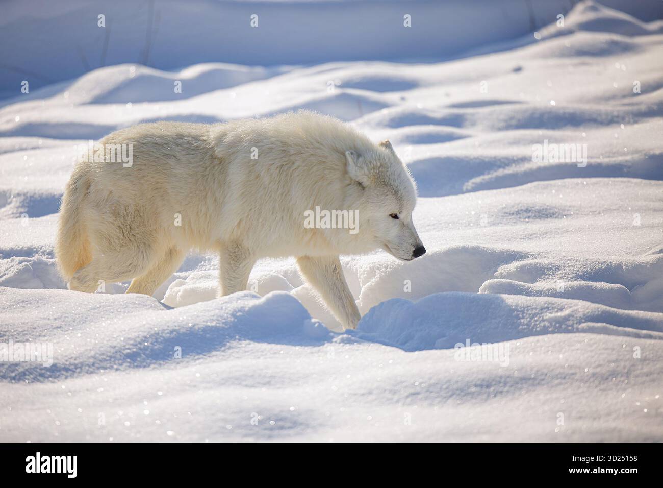 Arctic wolf (Canis lupus arctos) walking in the snow Stock Photo - Alamy