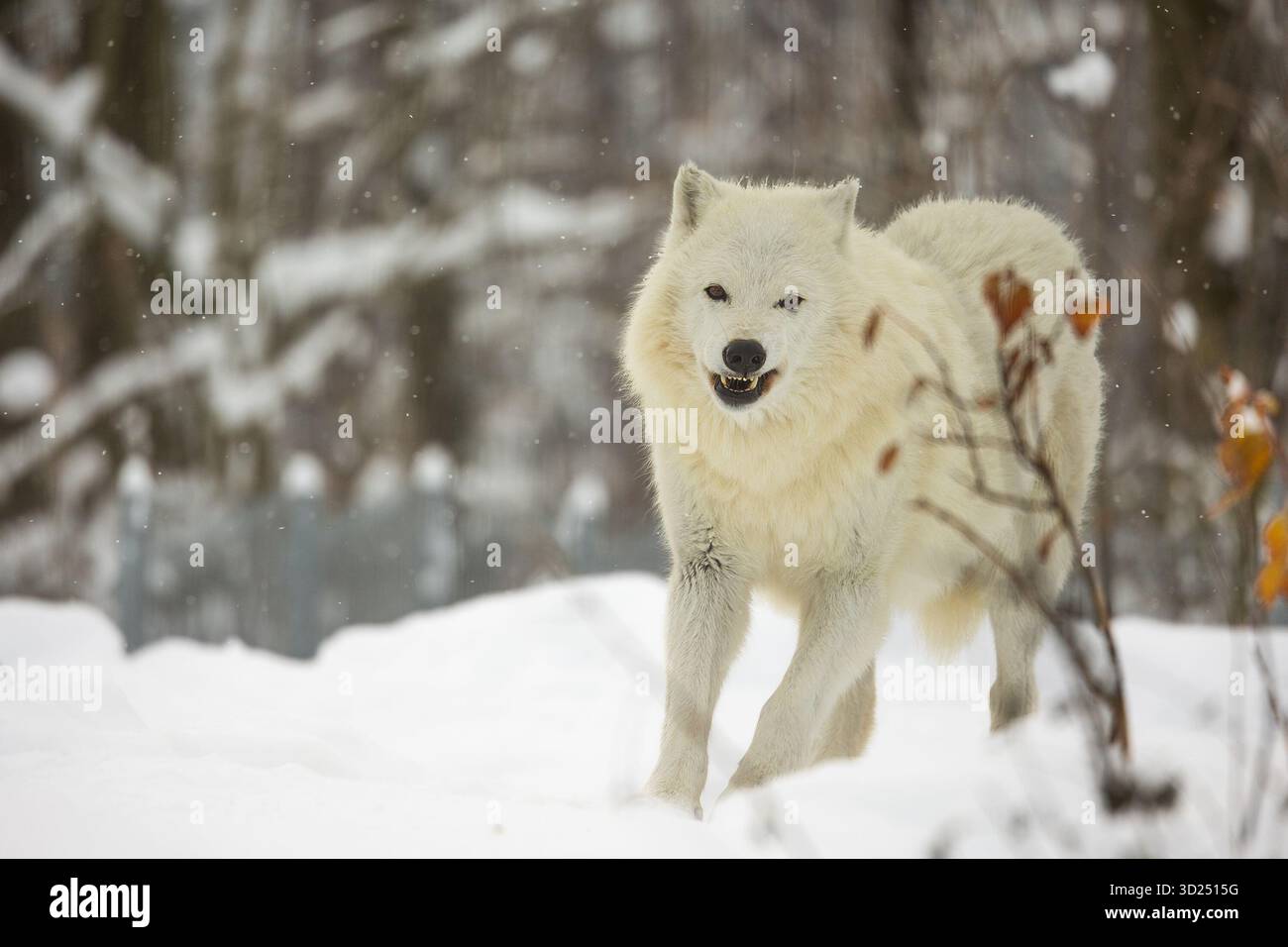Arctic wolf (Canis lupus arctos) he looks cheerful Stock Photo - Alamy