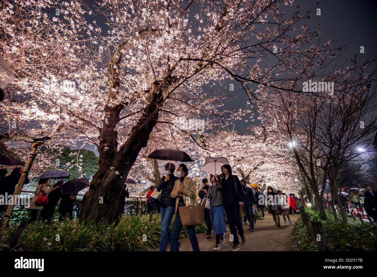 People walking under blooming illuminated cherry trees at night ...