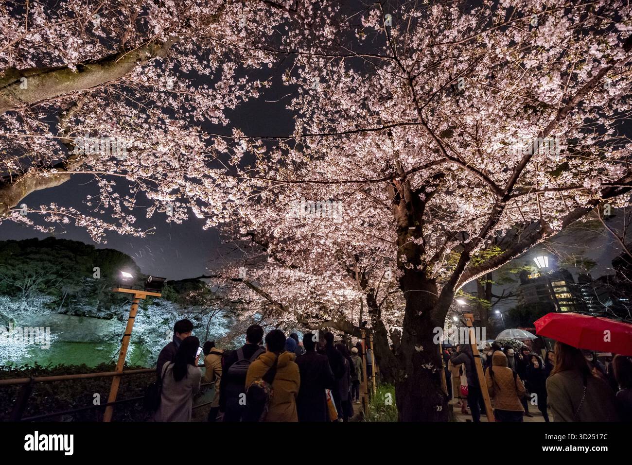 People walking under blooming illuminated cherry trees at night ...