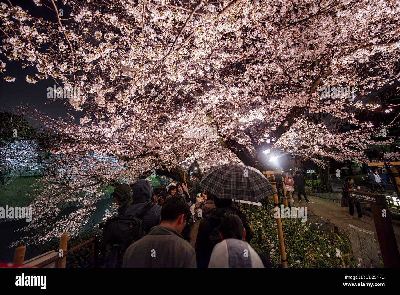 People walking under blooming illuminated cherry trees at night ...