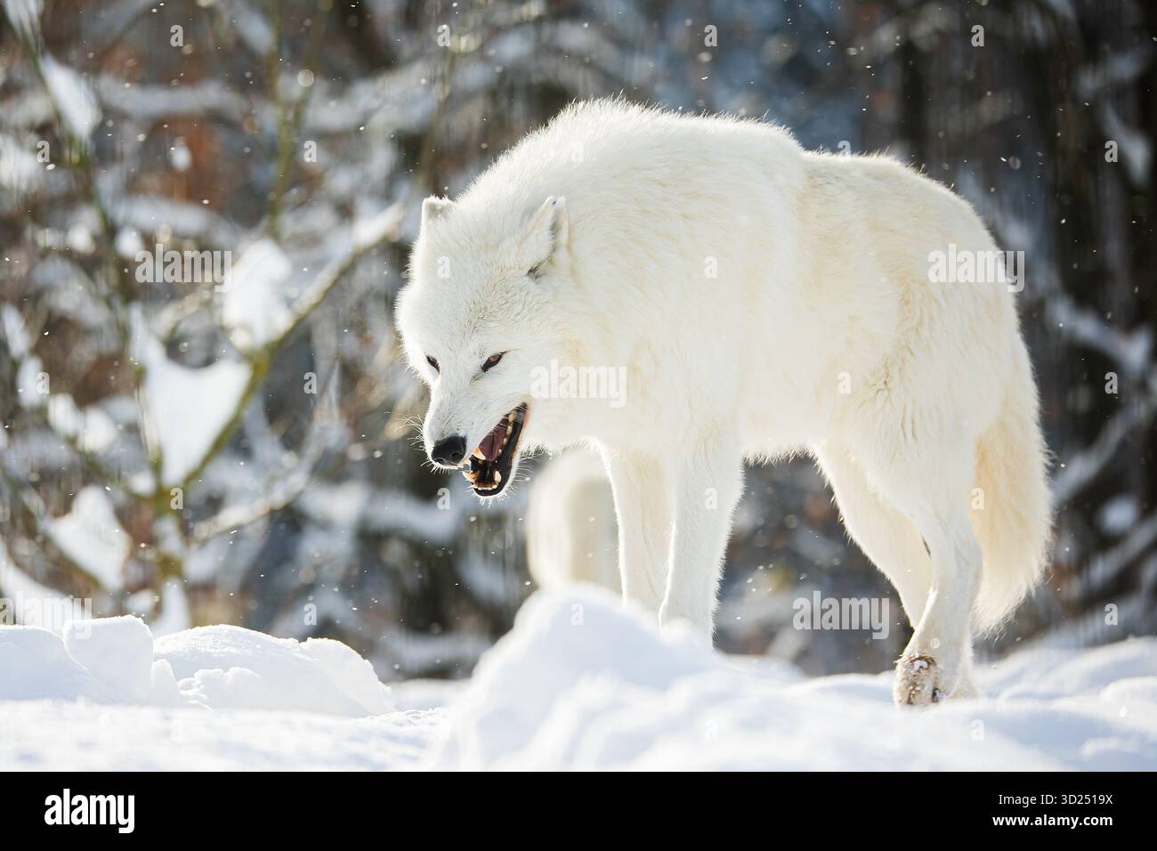 Arctic wolf (Canis lupus arctos) has a wild smile Stock Photo - Alamy