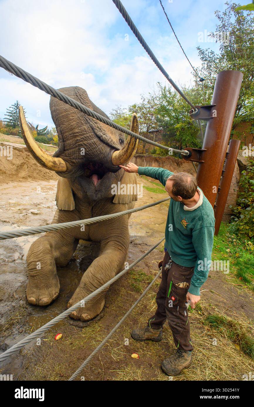 PRODUCTION - 30 October 2025, Saxony-Anhalt, Magdeburg: Animal keeper ...