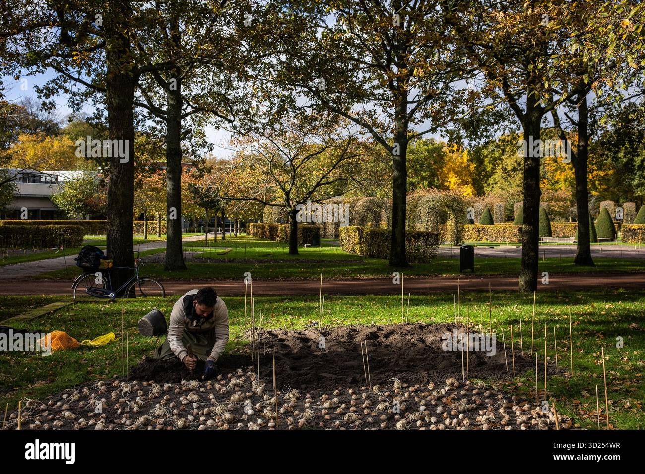 LISSE - Gardeners plant flower bulbs in the ground for the new ...