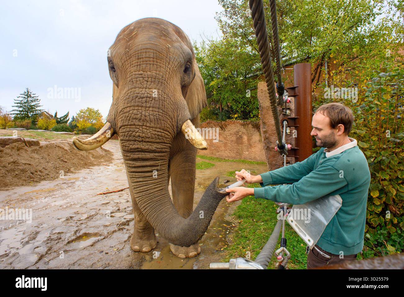 PRODUCTION - 30 October 2025, Saxony-Anhalt, Magdeburg: Animal keeper ...