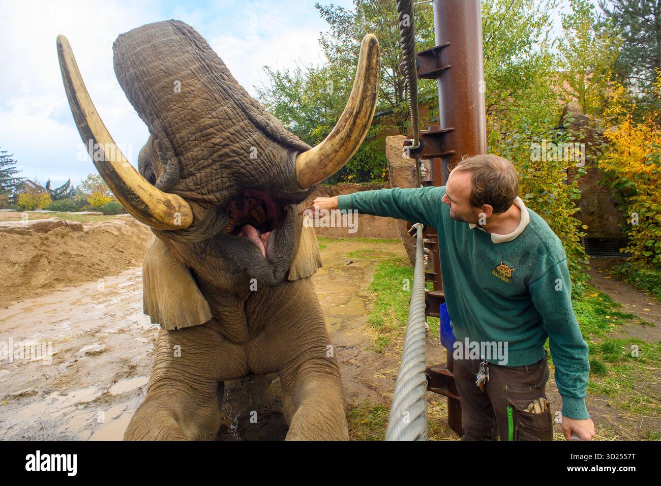 PRODUCTION - 30 October 2025, Saxony-Anhalt, Magdeburg: Animal keeper ...