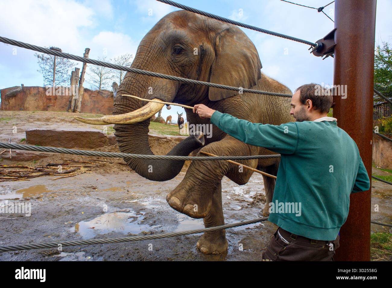 PRODUCTION - 30 October 2025, Saxony-Anhalt, Magdeburg: Animal keeper ...