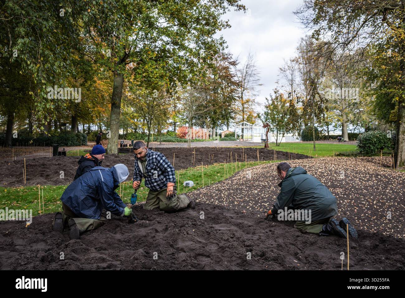 LISSE - Gardeners plant flower bulbs in the ground for the new ...