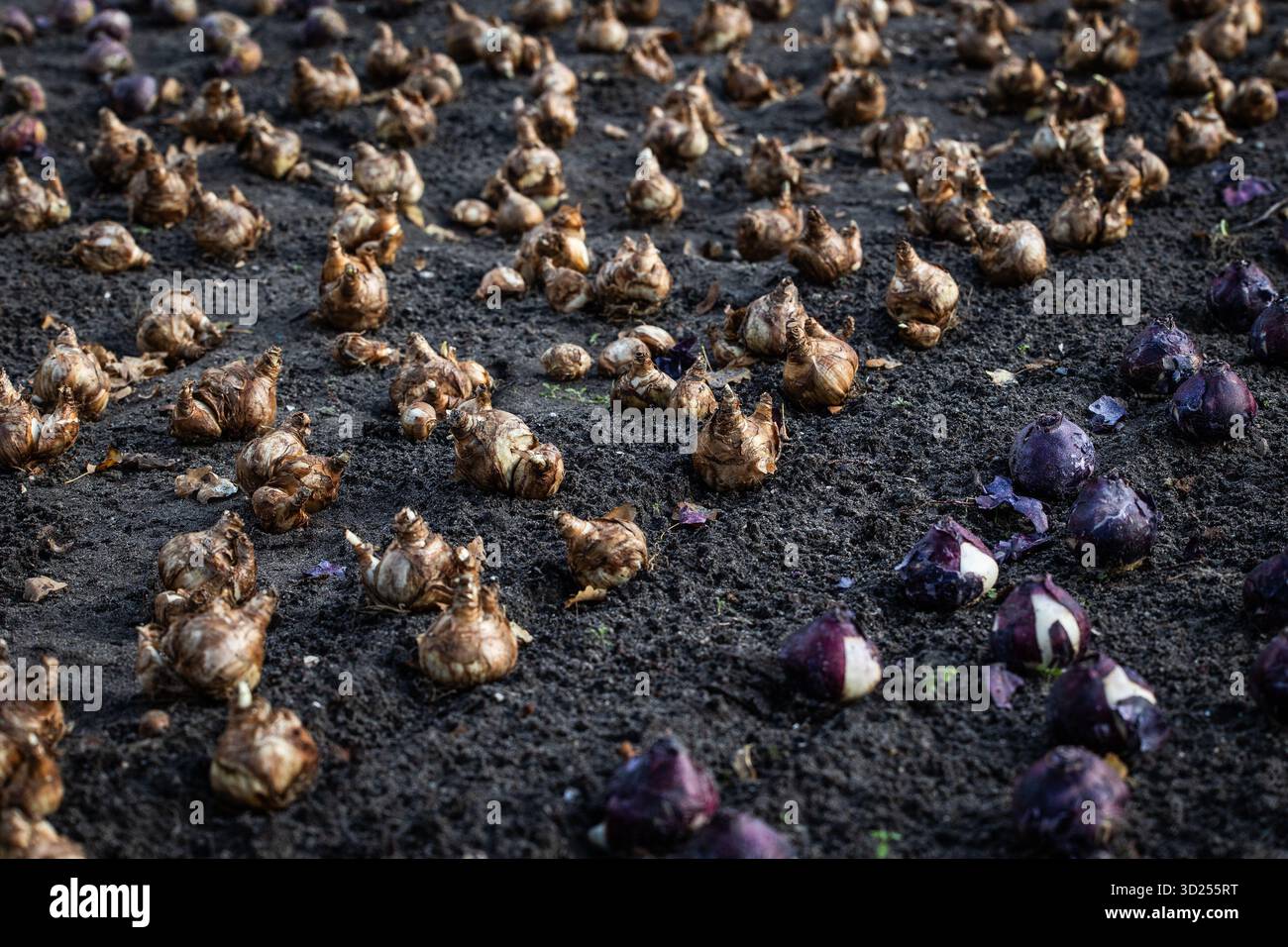 LISSE - Gardeners plant flower bulbs in the ground for the new ...