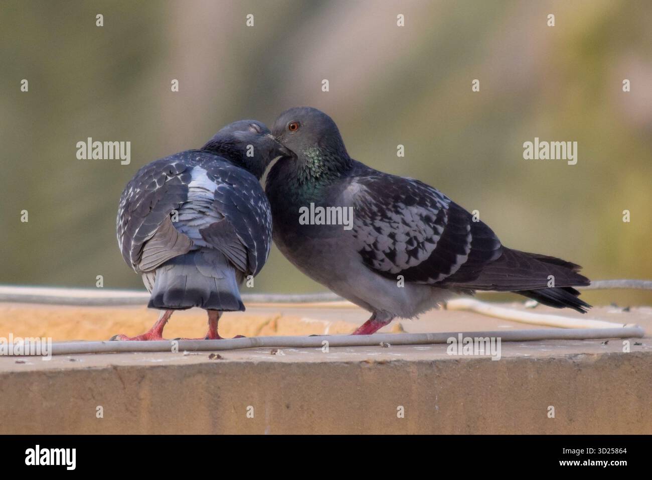 Funny image of male and female pair of rock pigeons (Columba livia ...
