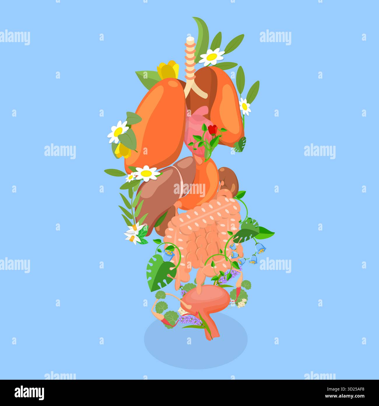 3D Isometric Flat Illustration of Human Anatomy, Internal Organs Among ...