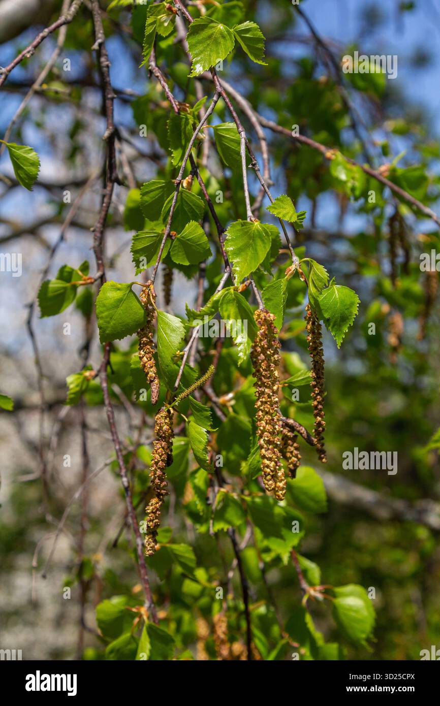 Drooping branches adorned hi-res stock photography and images - Alamy