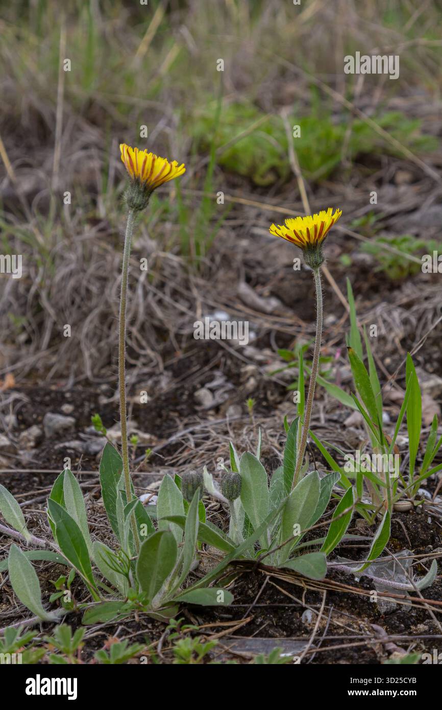 Natural spring on slope hi-res stock photography and images - Alamy