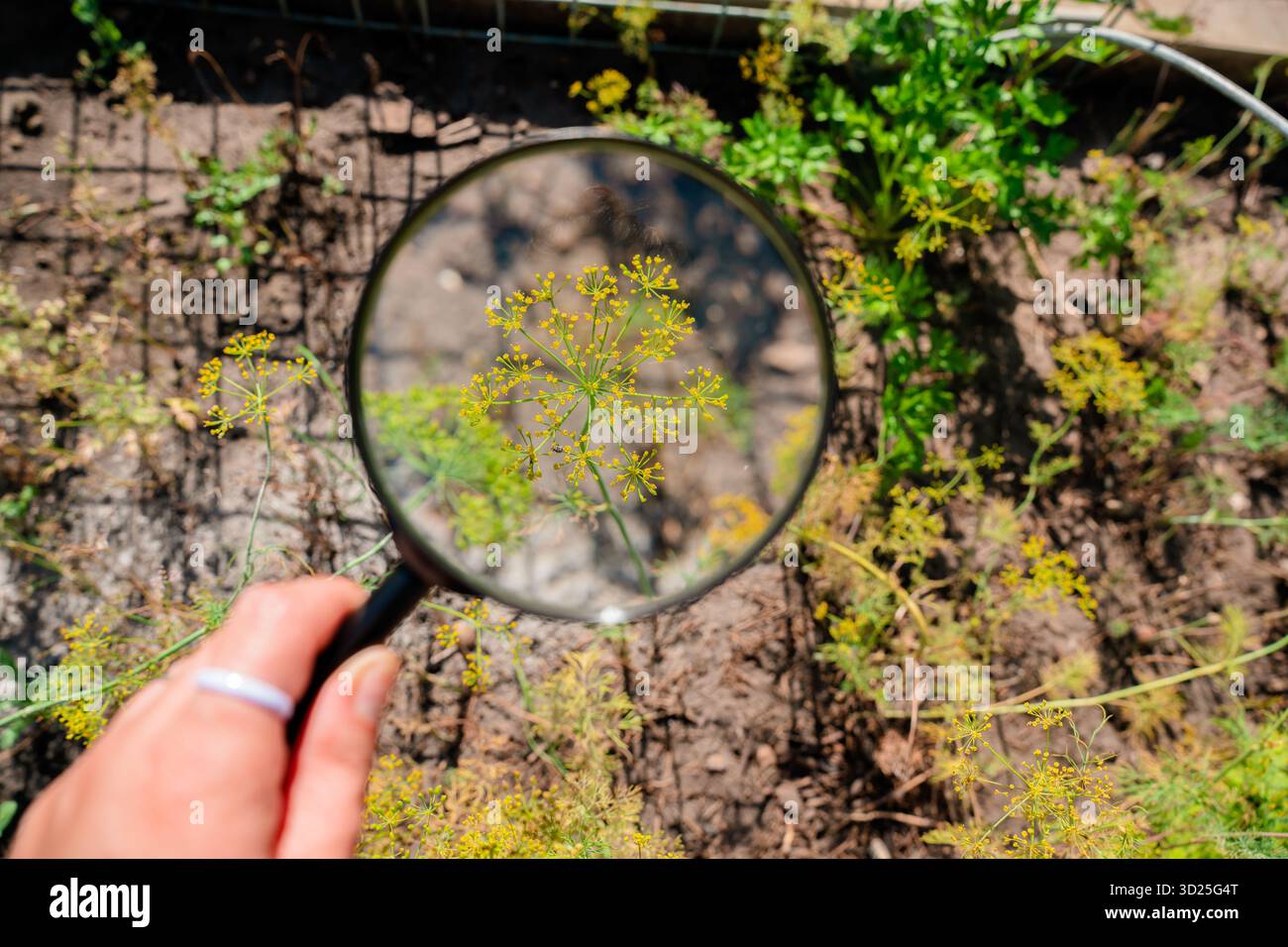 A leaf of a green plant under an outdoor magnifying glass Stock Photo ...