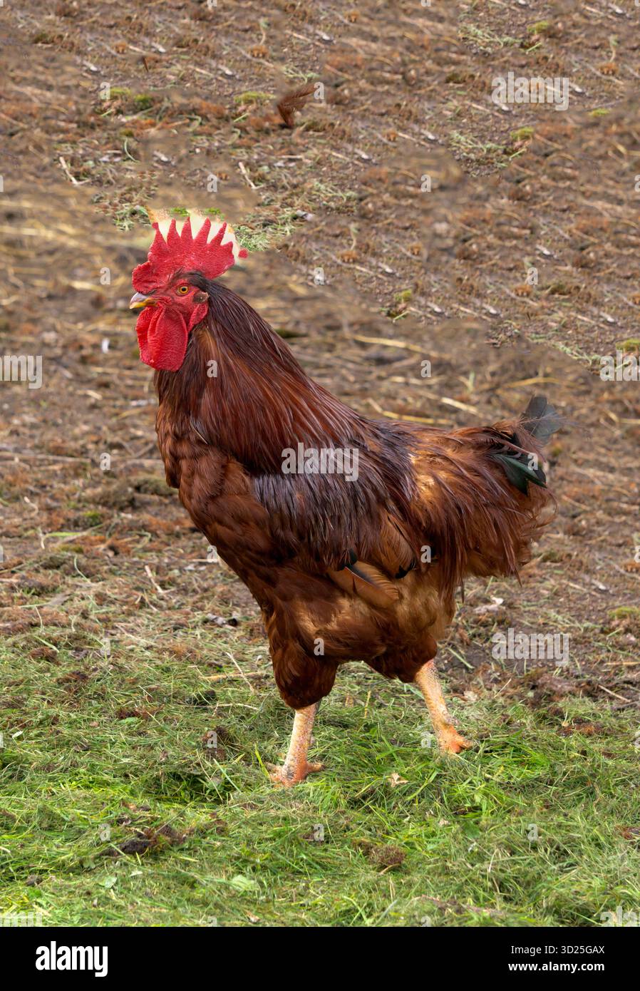 A beautiful brown young rooster walks around the farm Stock Photo - Alamy