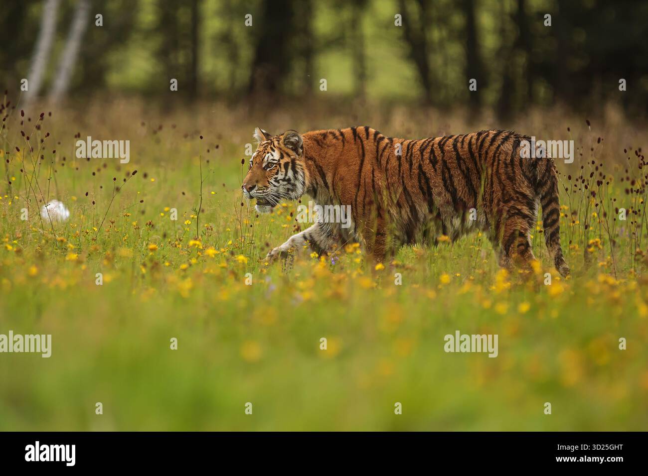 male Siberian tiger (Panthera tigris tigris) in the pine needles Stock ...