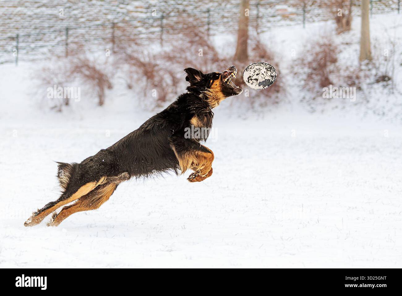 male black and gold Hovie he wants to catch a flying disc in the jump ...