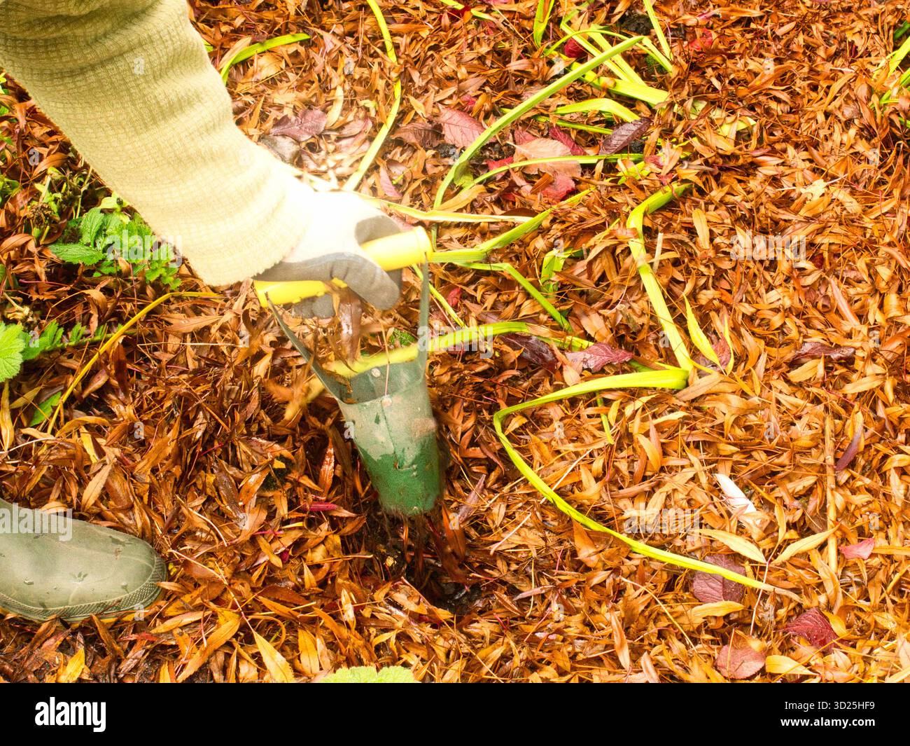 Close up gardner using bulb hi-res stock photography and images - Alamy