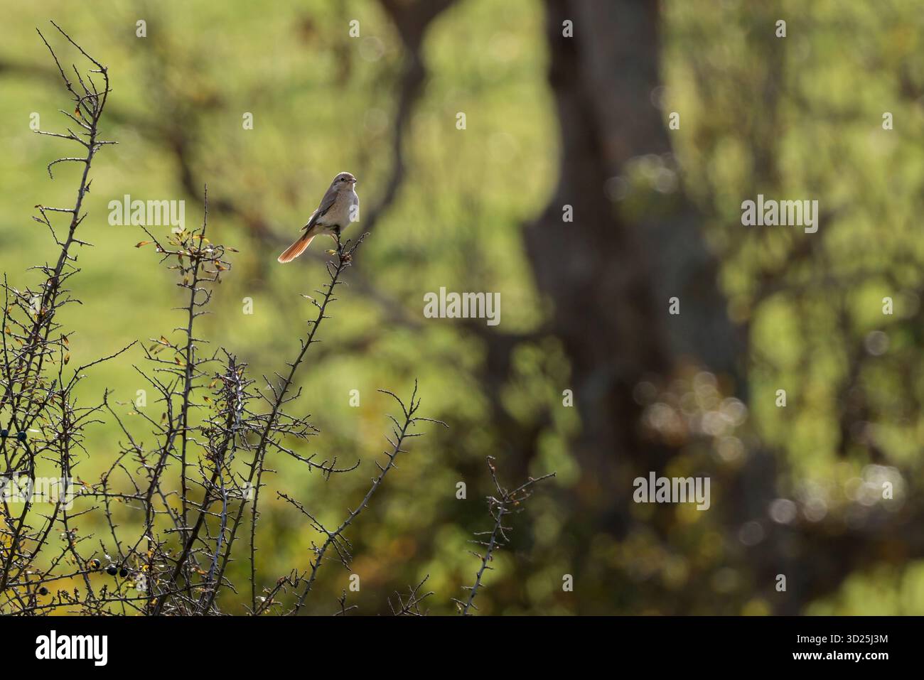 Isabelline red tailed shrike showing red tail hi-res stock photography ...
