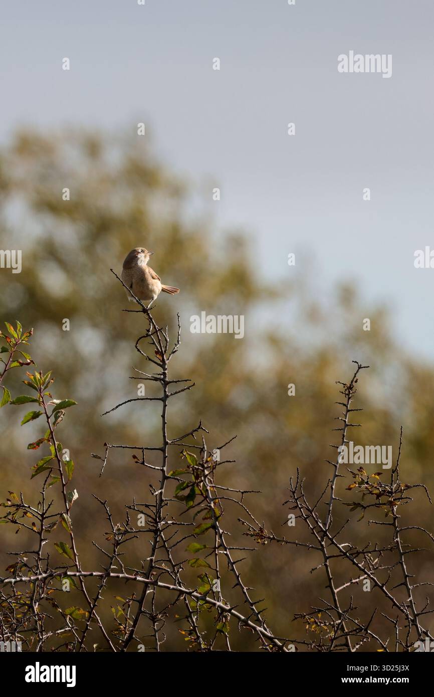 Portrait format isabelline red tailed shrike hi-res stock photography ...