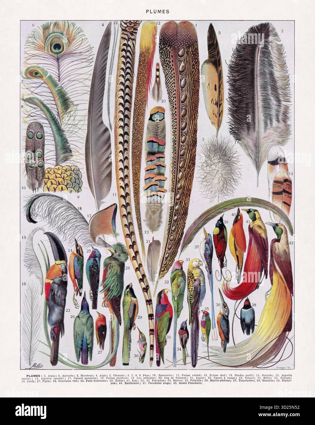Half tone color illustration about exotic birds by Adolphe Philippe ...