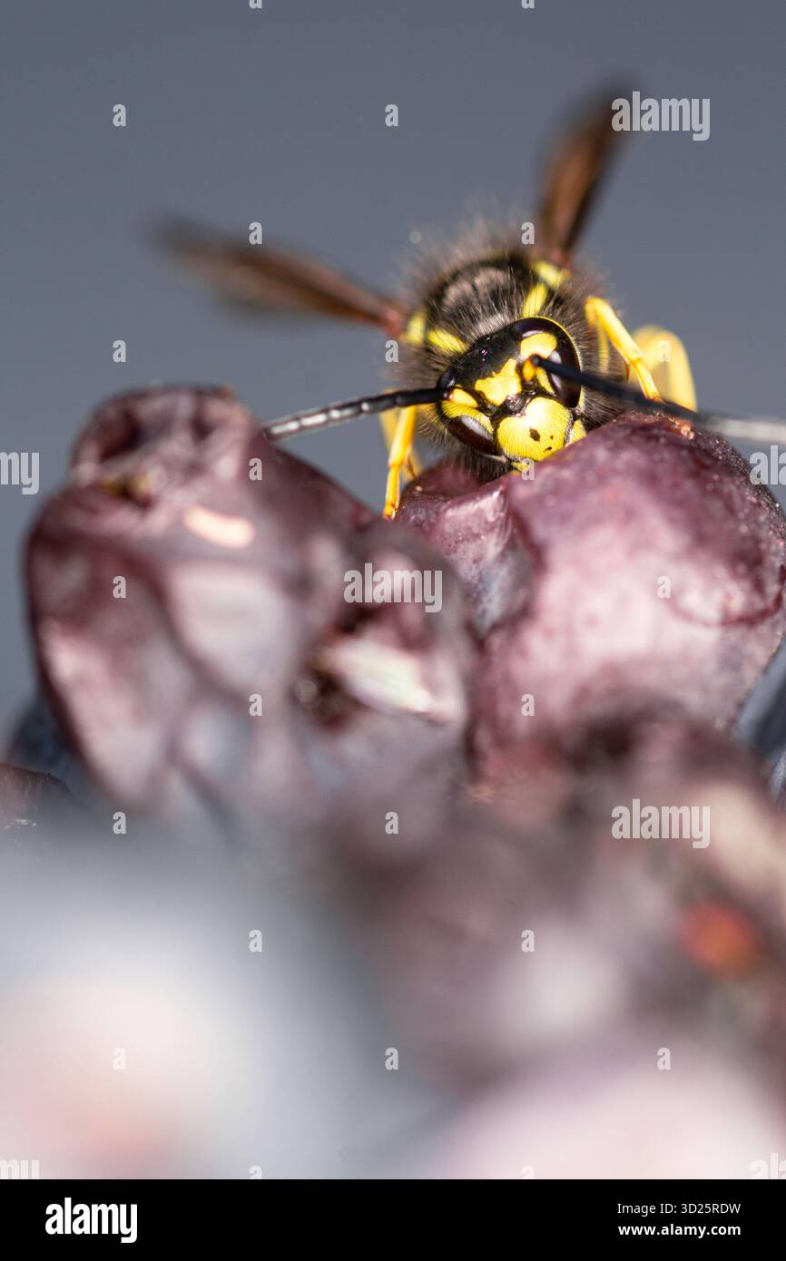 Macro image of yellow jacket wasp on grapes. Sharp focus on insect ...