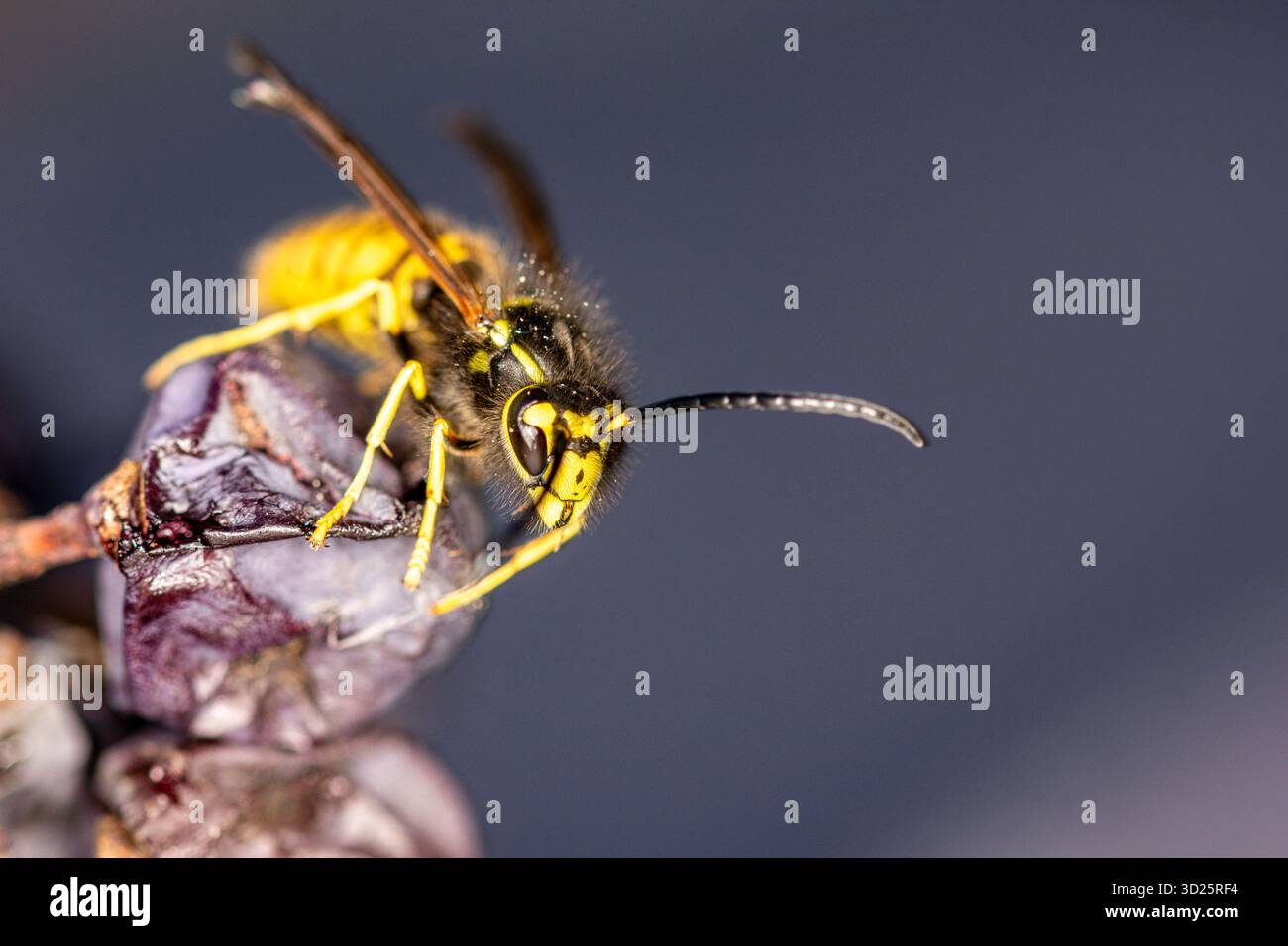 Yellow jacket wasp feeding on dark grape. Macro image with vivid detail ...
