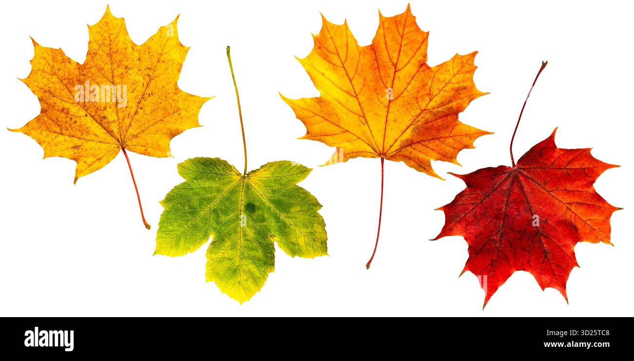 Theme of transformation in nature hi-res stock photography and images ...