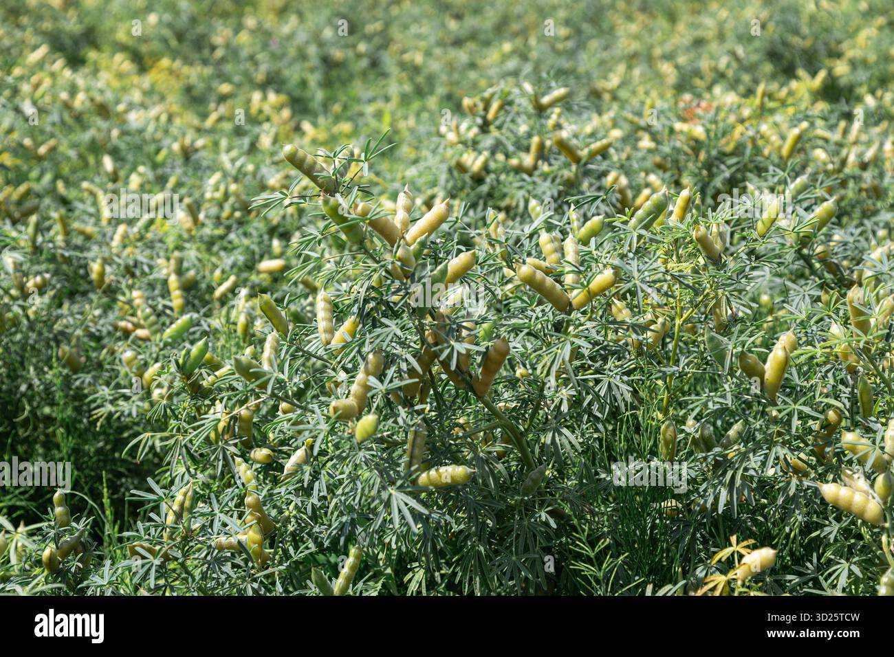 Narrow leaved lupine hi-res stock photography and images - Alamy