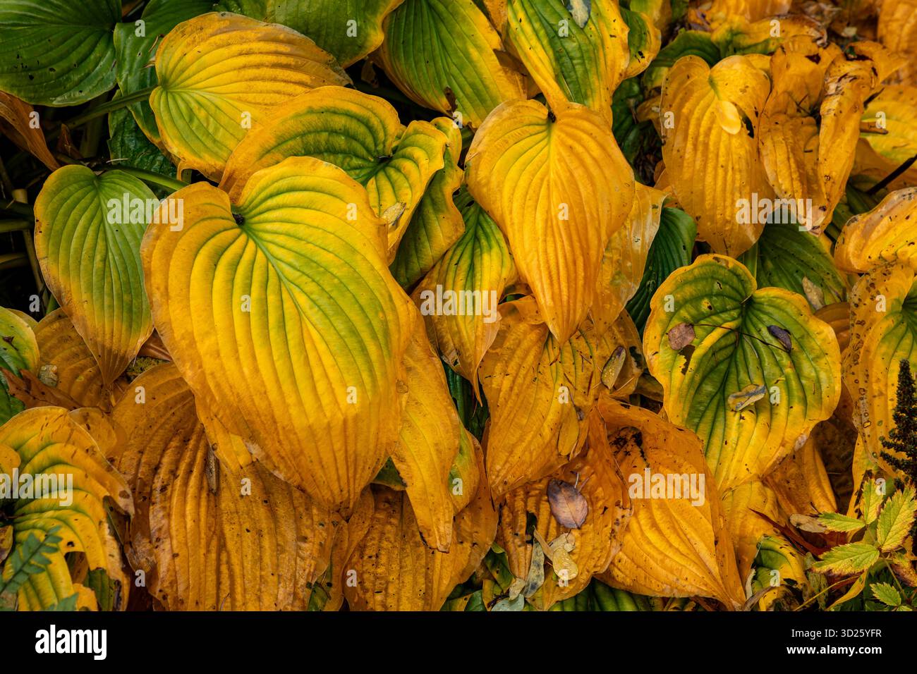 WA28689-00...WASHINGTON - Autumn colored leaves of the Hostas plant ...
