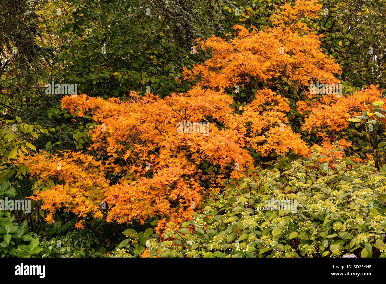 WA28690-00...WASHINGTON - Maple tree in full fall color at the Kubota ...