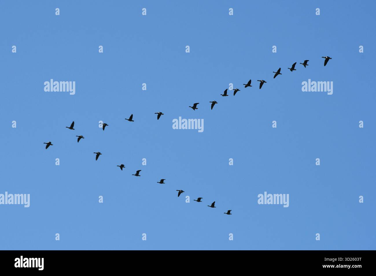 Migrating Pink-foot Geese at Martin Mere Wetlands Trust, Ormskirk ...