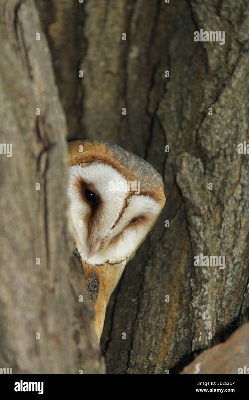 Barn Owl (Tyto Alba) Hidden in a Tree Trunk Hole, Close-up Portrait ...