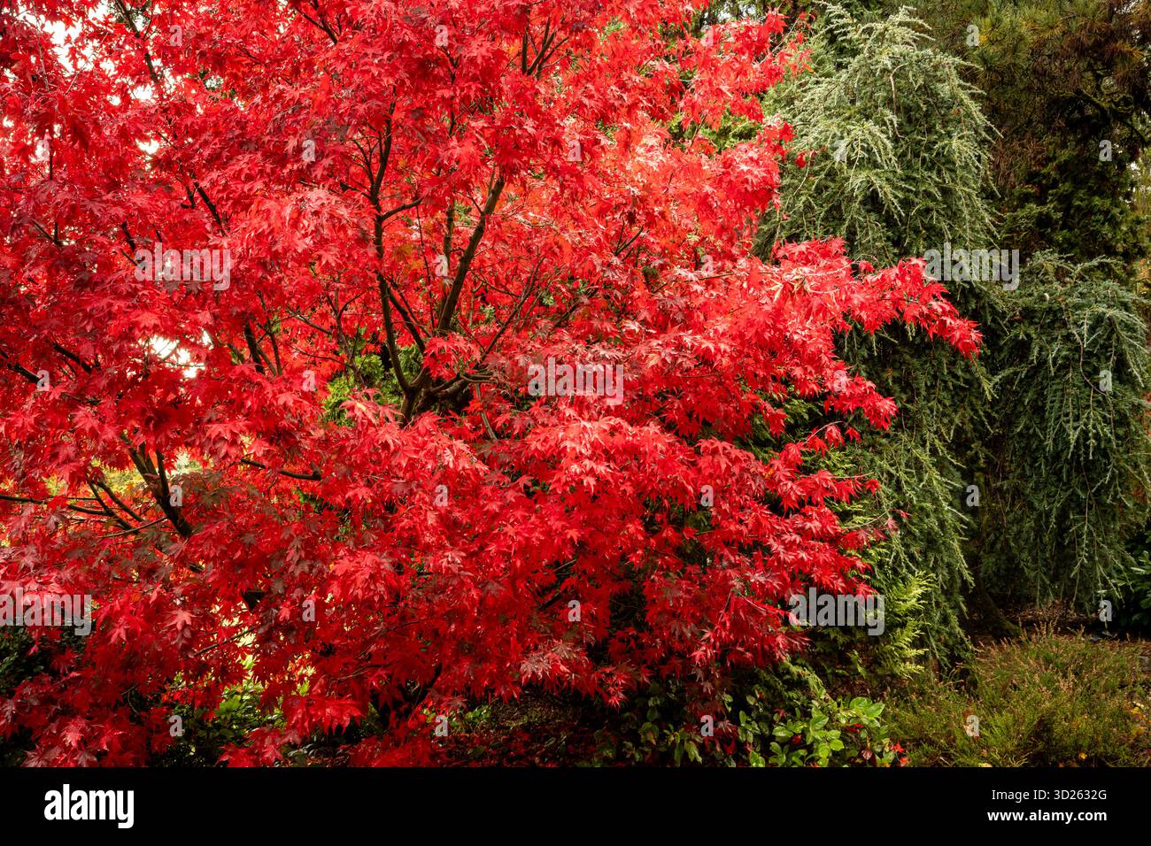 Japanese maple park hi-res stock photography and images - Alamy