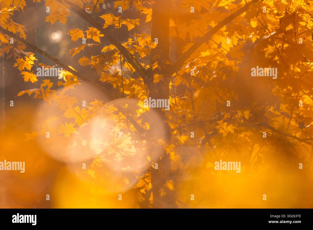 A beautiful golden autumn scenery in the forest with blurry leaves in ...