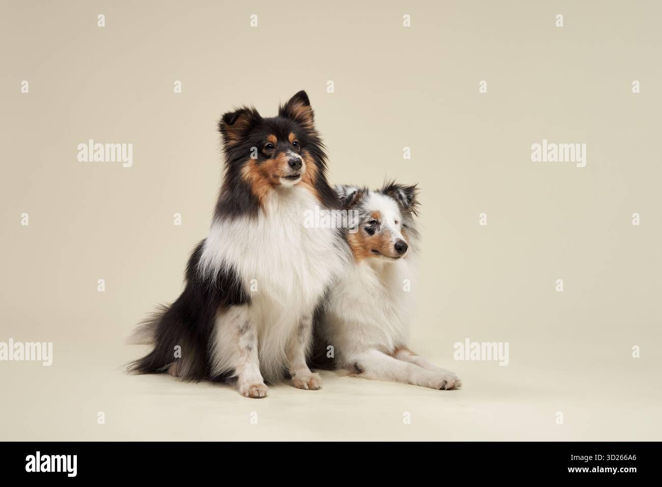 Two Shetland Sheepdogs sit side by side on a beige backdrop, displaying ...