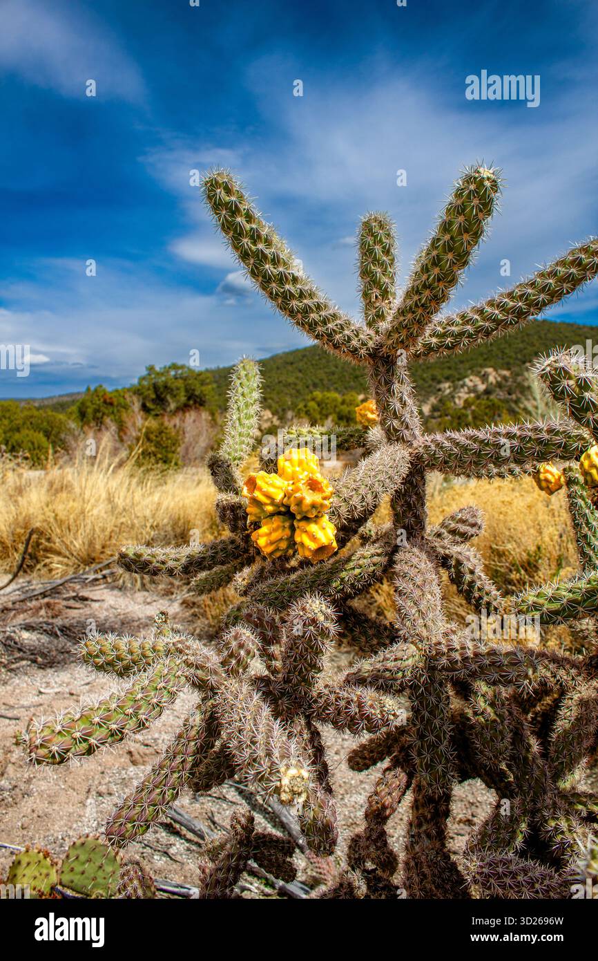 Tree cholla cactus in the New Mexico desert, USA, with bright sunlight ...