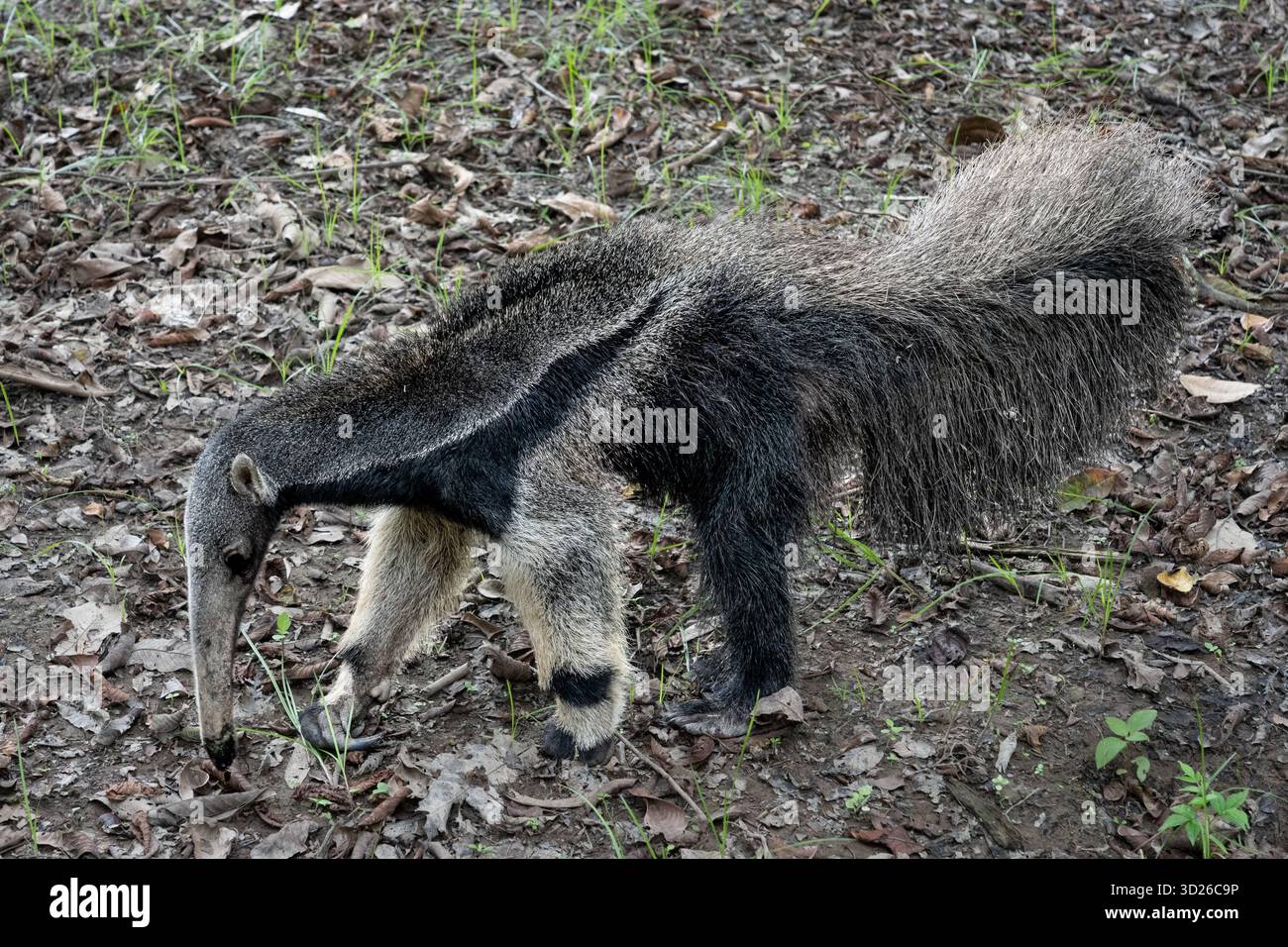 Giant anteater peru hi-res stock photography and images - Alamy