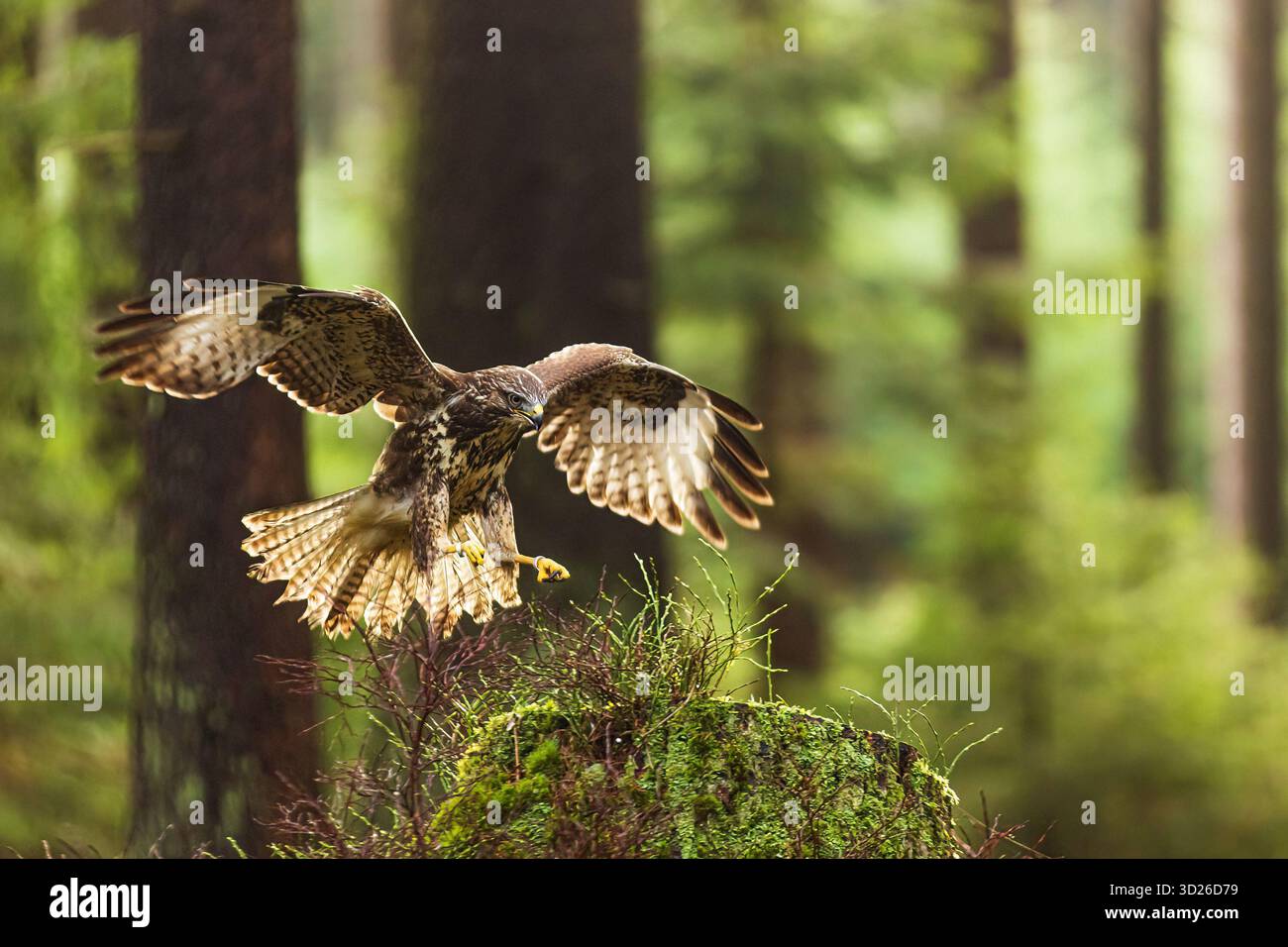 female common buzzard (Buteo buteo) on landing on a stump Stock Photo ...