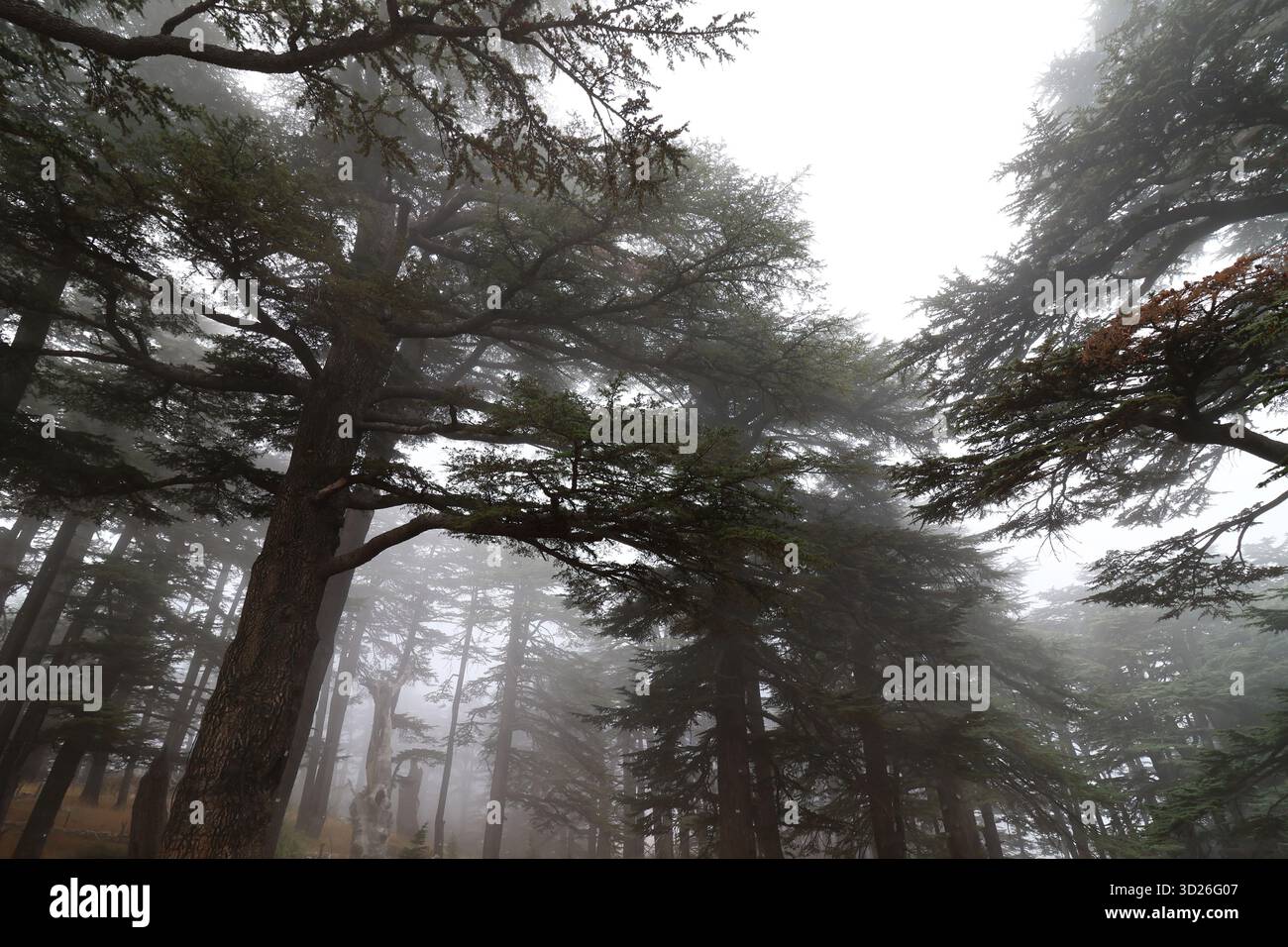 Lebanese cedars in their Cedars of God magical forest on a foggy day ...
