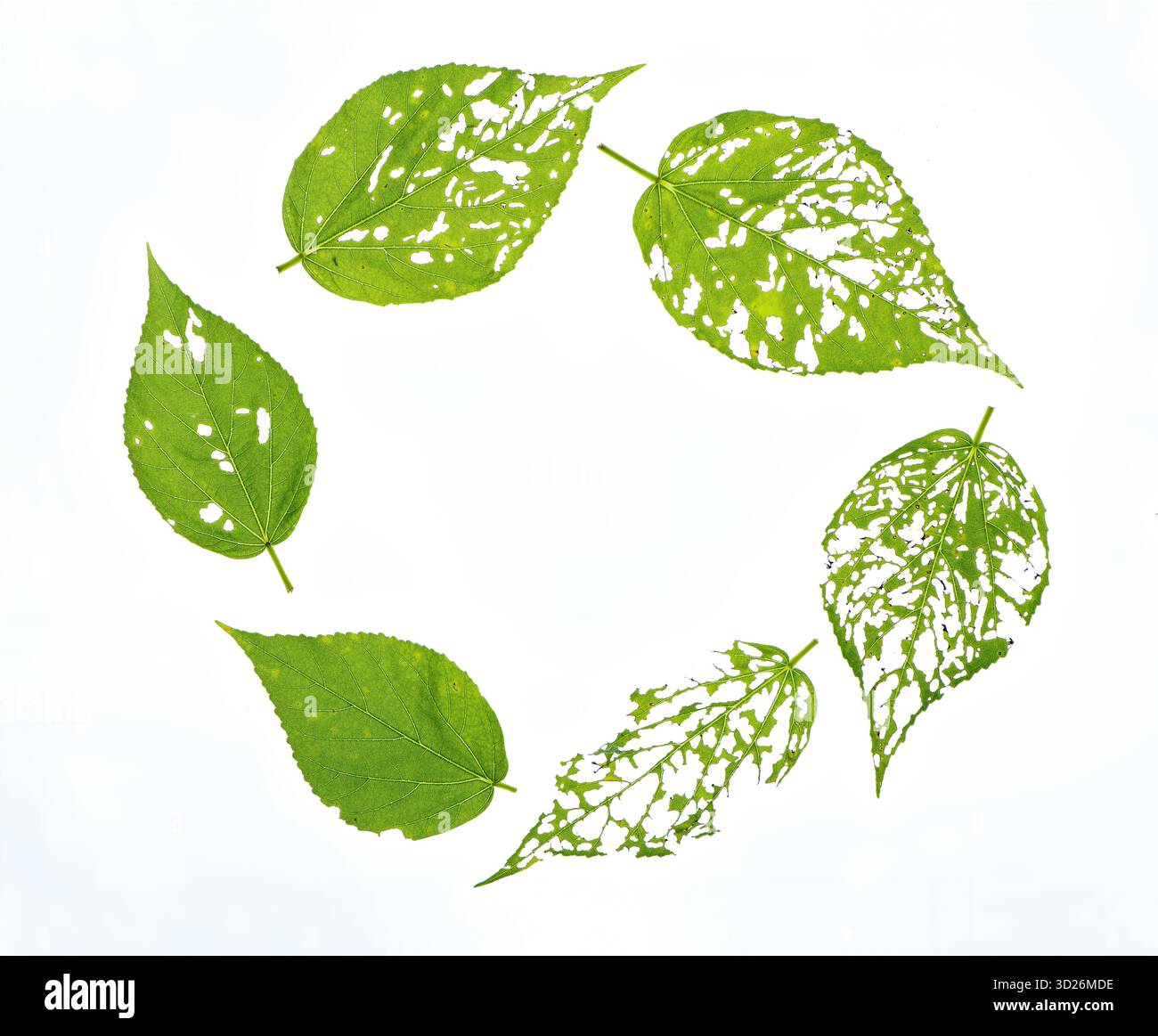 Leaves of swamp hibiscus (Hibiscus grandiflorus) skeletonized by ...